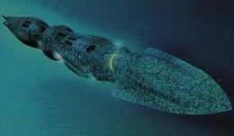 SeaQuest | Worldofjaymz Wiki | Fandom