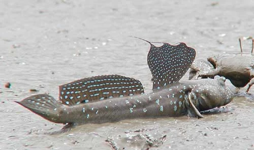 Mudskipper | World of Wonder Wiki | Fandom