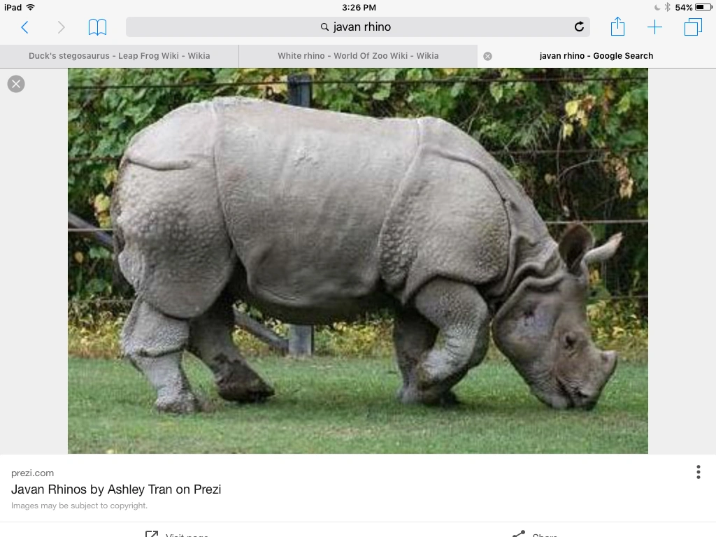 Javan rhino | World Of Zoo Wiki | Fandom