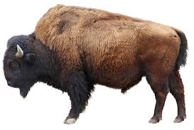 Bison | World Of Zoo Wiki | Fandom