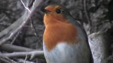 European robin | Worldpedia Wiki | Fandom