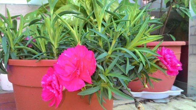 Carnation | Worldpedia Wiki | Fandom