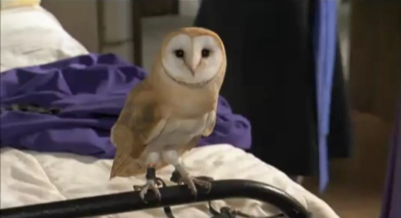 Owls | The Worst Witch Wiki | Fandom