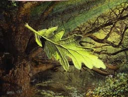 Way of the Leaf | A Wheel of Time Wiki | Fandom