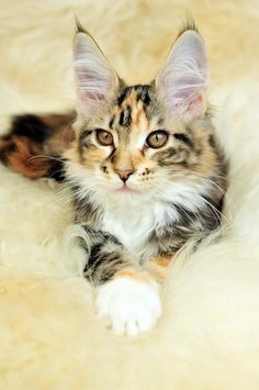 Vixenpaw | Warriors of the Bay Wiki | Fandom