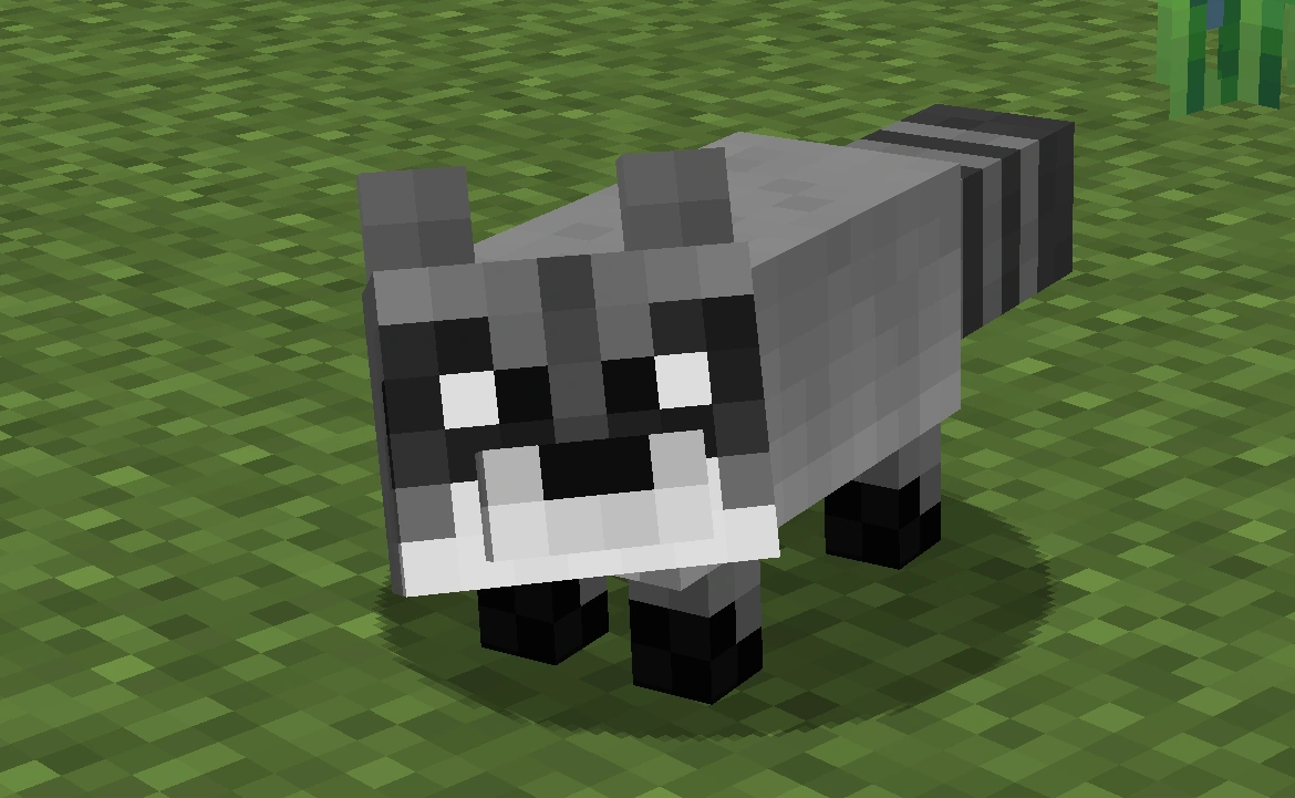 Grey Raccoon (Animal) | WOTRMC Wiki | Fandom