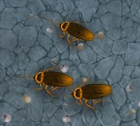 Wood Mite - Wowpedia - Your wiki guide to the World of Warcraft