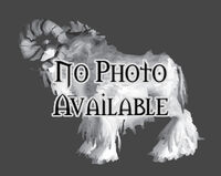 Amberstill Ram - Wowpedia - Your wiki guide to the World of Warcraft