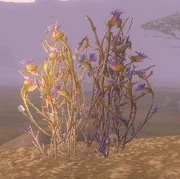 Bruiseweed - Wowpedia - Your wiki guide to the World of Warcraft