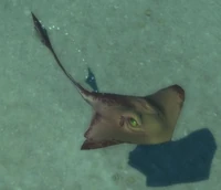 Great Sea Ray - Wowpedia - Your wiki guide to the World of Warcraft