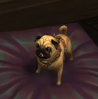 Wally (pug) - Wowpedia - Your wiki guide to the World of Warcraft
