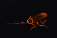 Resilient Roach - Wowpedia - Your wiki guide to the World of Warcraft