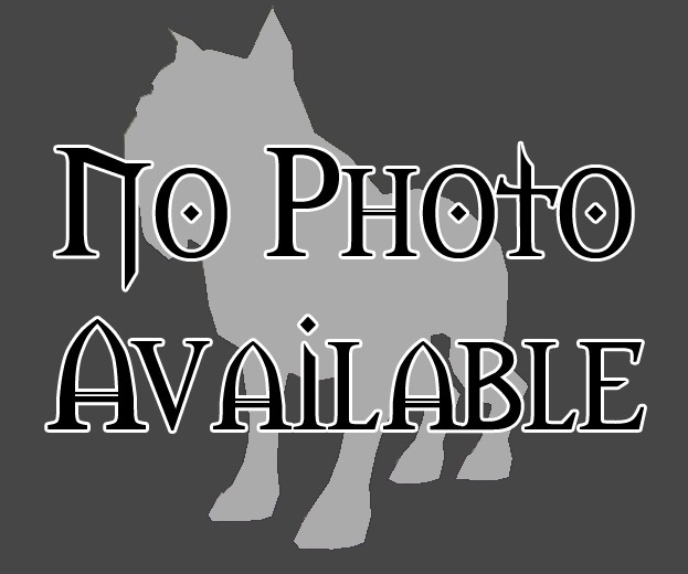 Hunting Hound (Arathi Highlands) - Wowpedia - Your wiki guide to the ... Hunting Hound (Arathi Highlands) - Wowpedia - Your wiki guide to the ...