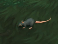 Foraging Rat - Wowpedia - Your wiki guide to the World of Warcraft
