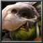 Wind Rider (Warcraft III) - Wowpedia - Your wiki guide to the World of ...
