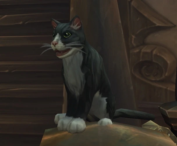 Anarchy (cat) - Wowpedia - Your wiki guide to the World of Warcraft