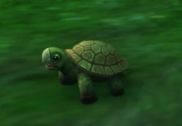 Emerald Turtle - Wowpedia - Your wiki guide to the World of Warcraft