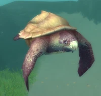 Sandshell Sea Turtle - Wowpedia - Your wiki guide to the World of Warcraft