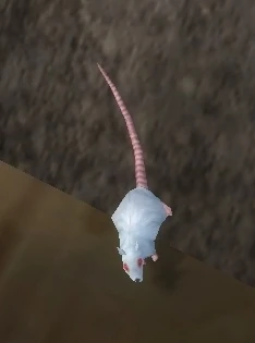 Highlands Mouse - Wowpedia - Your wiki guide to the World of Warcraft