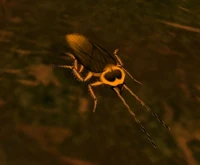 Cockroach (mob) - Wowpedia - Your wiki guide to the World of Warcraft