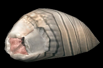 Maggot | WoWWiki | Fandom