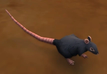 Rat (battle pet) | WoWWiki | Fandom