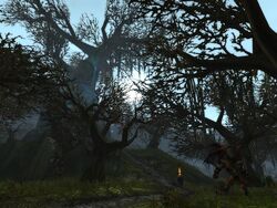 Tainted Forest | WoWWiki | Fandom