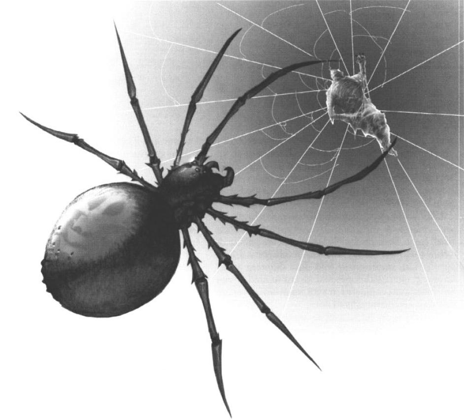 Giant spider | WoWWiki | Fandom Giant spider | WoWWiki | Fandom