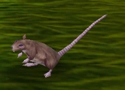 Redridge Rat | WoWWiki | Fandom
