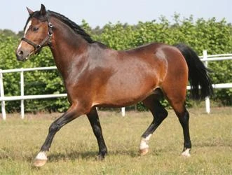 Kuc walijski sekcji B | Wszystko o koniach Wikia | Fandom