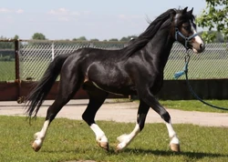 Kuc walijski sekcji A | Wszystko o koniach Wikia | Fandom