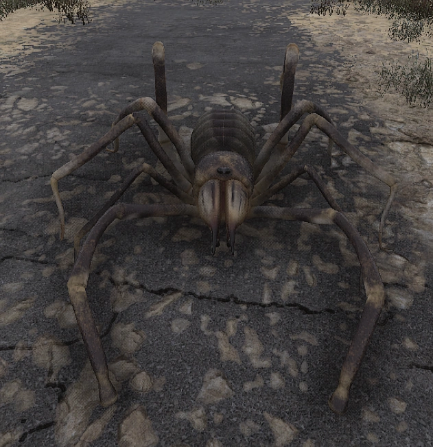 Sun Spider