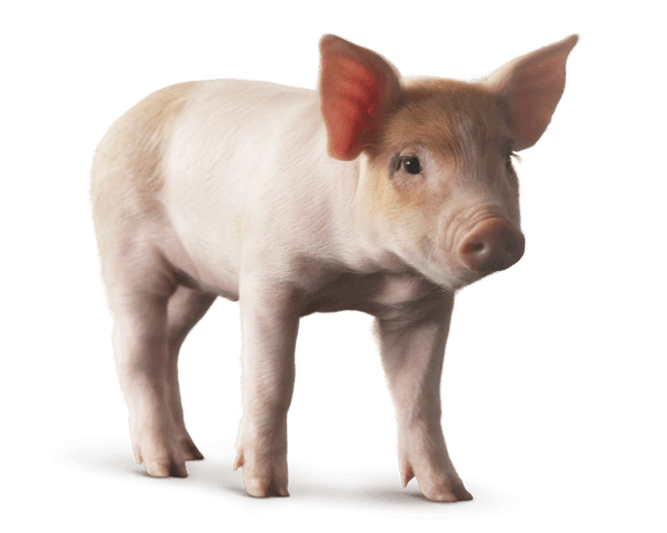 Bert Pig | WubblousMusical Wiki | Fandom