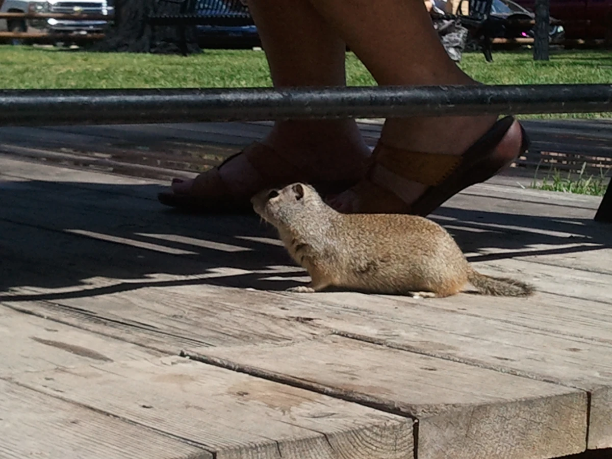 Wuff | Wuffapedia Wiki | Fandom