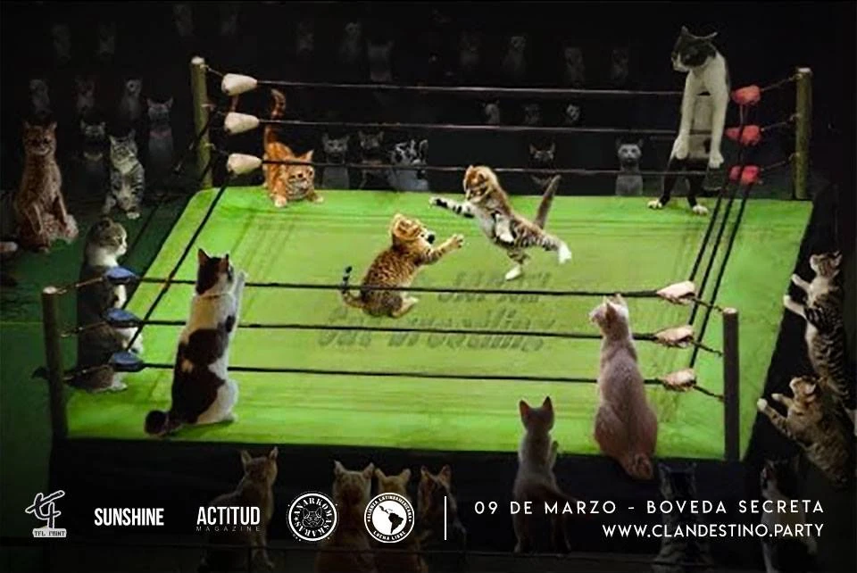 Cats Wrestling | Wikia Lucha Libre | Fandom