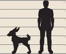 Rabbids | When You See It Wiki | Fandom