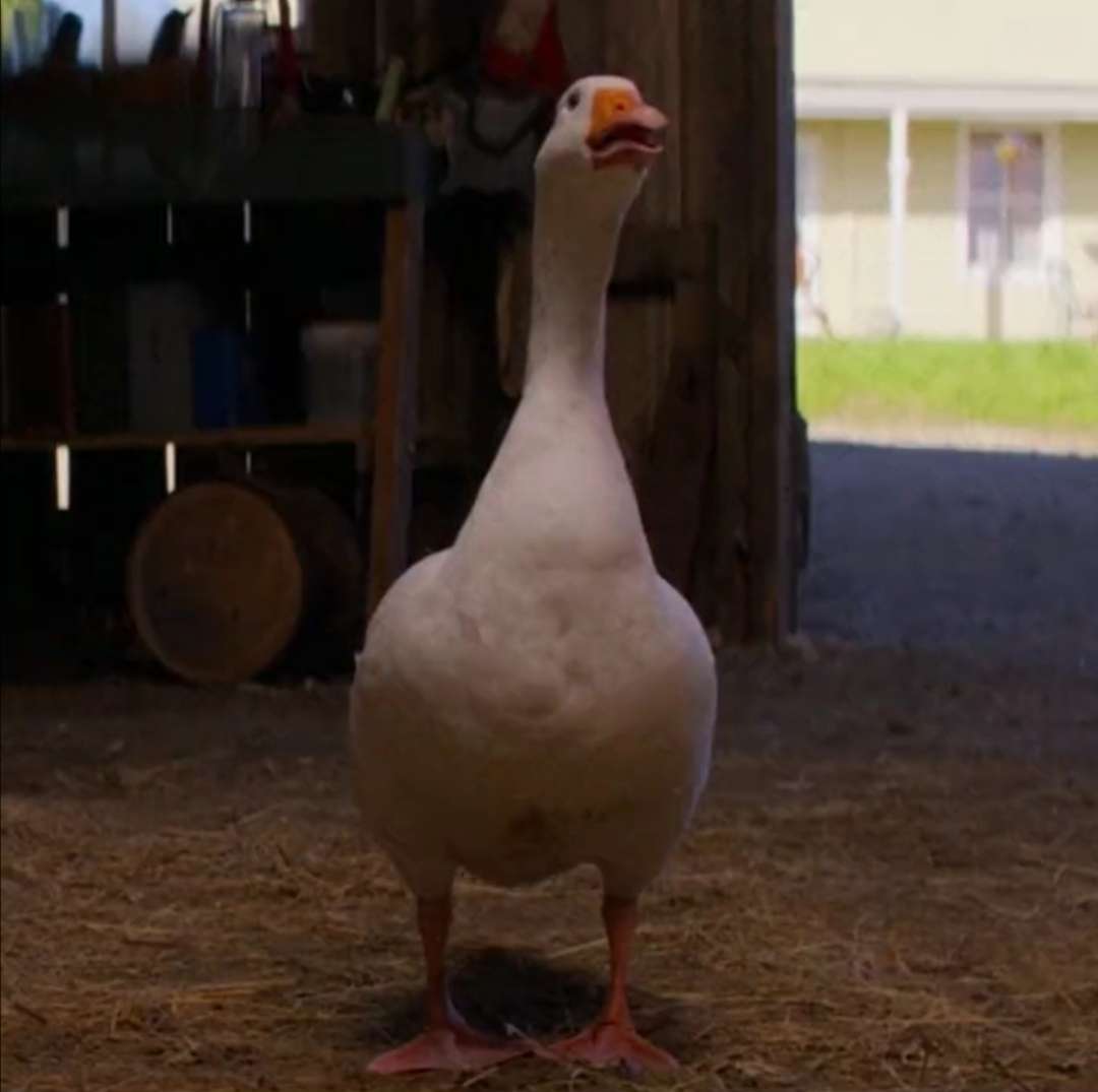 Mr. Goose | X Wiki | Fandom