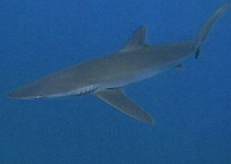 Shark | X-Files Wiki | Fandom