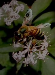 Bee | X-Files Wiki | Fandom