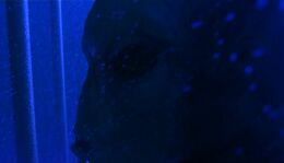 Long-clawed alien | X-Files Wiki | Fandom