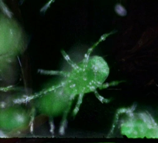 Mite | X-Files Wiki | Fandom