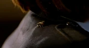 Bee | X-Files Wiki | Fandom