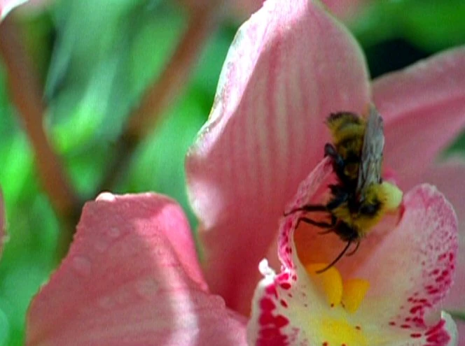 Bee | X-Files Wiki | Fandom