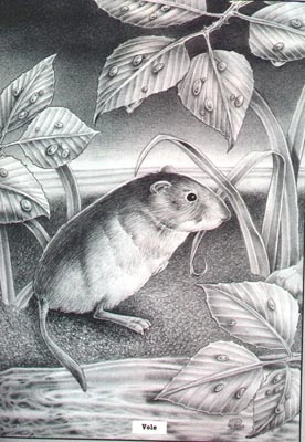 Volney Vole | Xanth | Fandom