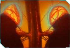 Adrenal Neurosympathy | XCOM Wiki | Fandom