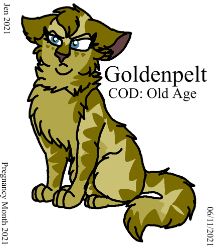 Goldenpelt | Xcxcharli72's OC'S Wiki | Fandom