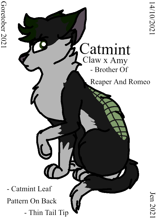 Catmint (Cat) | Xcxcharli72's OC'S Wiki | Fandom