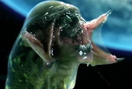 Predalien | Xenomorph Species Wiki | Fandom