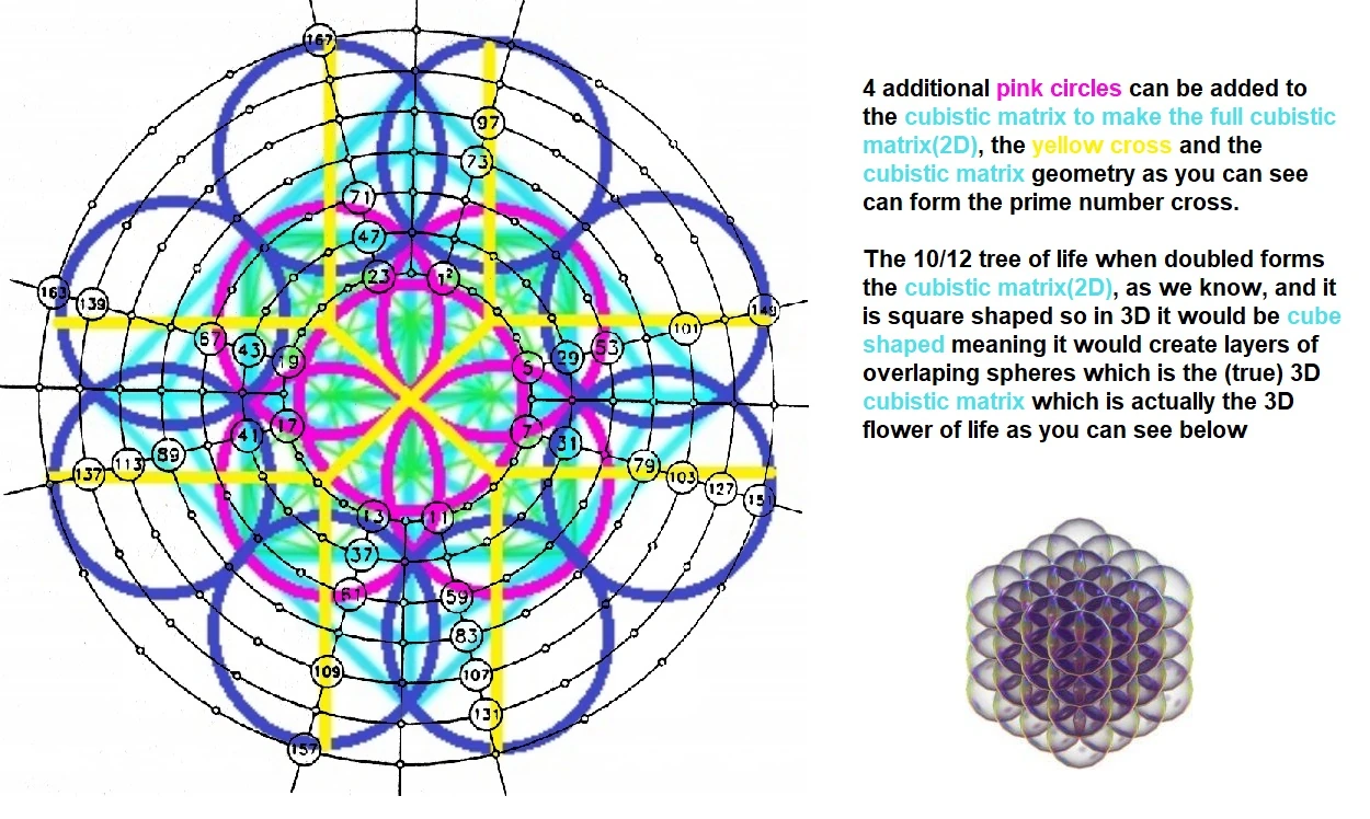 Flower Of Life Torus | Best Flower Site