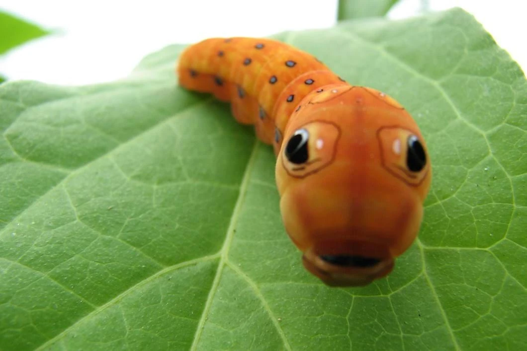 Caterpillar Carl | Xenu Wiki | Fandom
